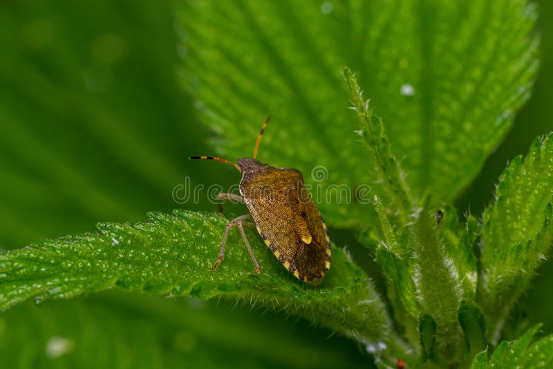 A Closeup Shot of a Brown Forest Bug or Red-legged Shieldbug on a Green ...