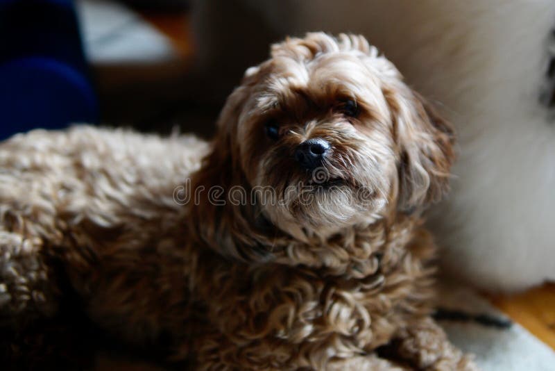 Closeup Shot of a Brown Furry Cavapoo Dog Sitting and Looking at the ...