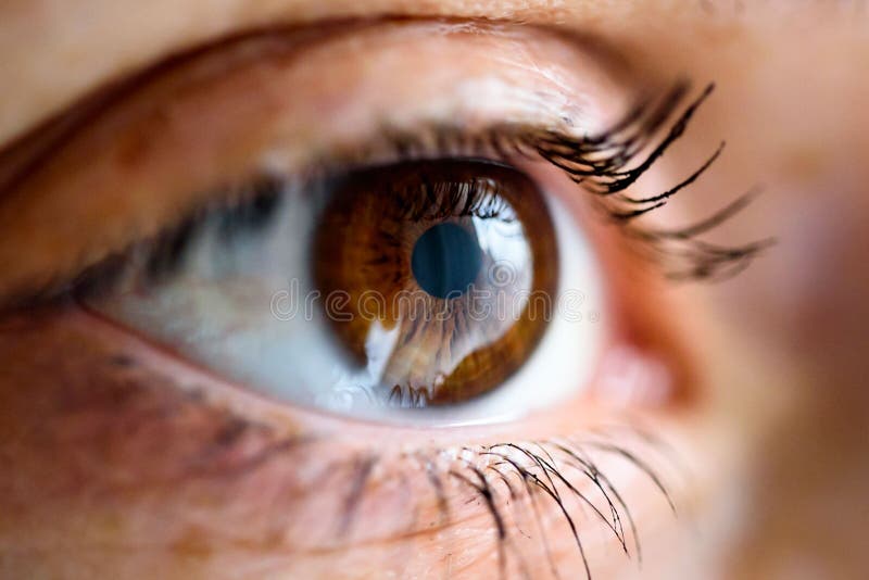 Closeup Shot of a Brown Human Eye. Stock Image - Image of beautiful ...