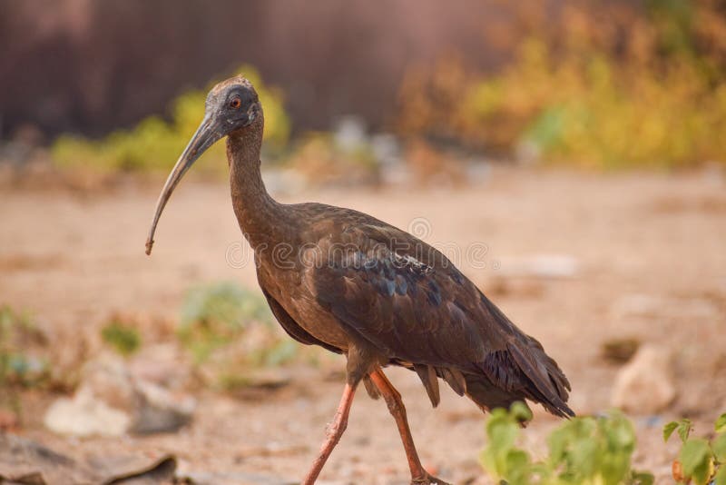 Closeup Shot of Brown Ibis Bird Walking Stock Image - Image of flight ...