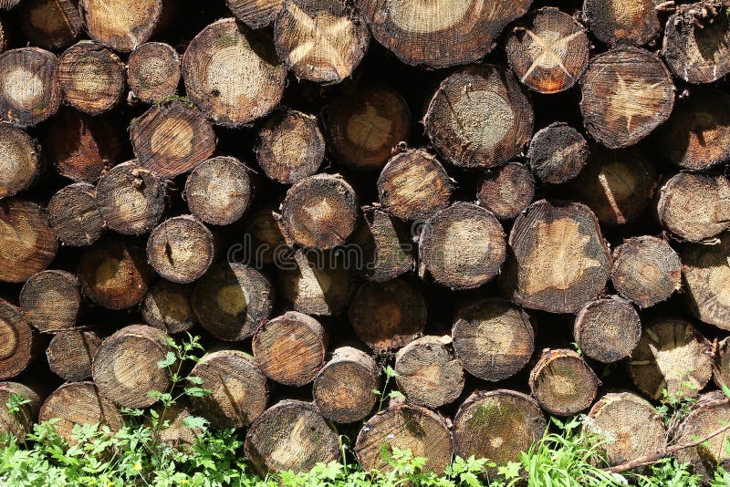 Closeup shot of brown logs stock photo. Image of wood - 200131664