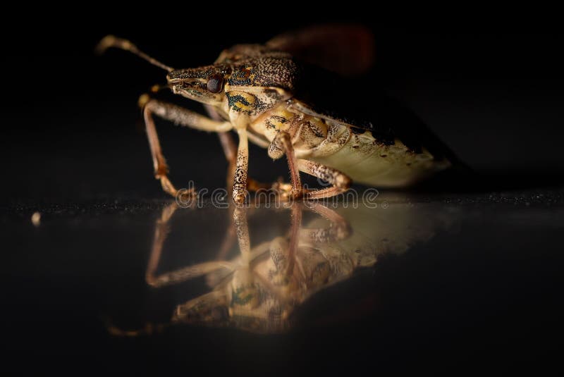 Closeup Shot of a Brown Marmorated Stink Bug with Its Reflection on a ...