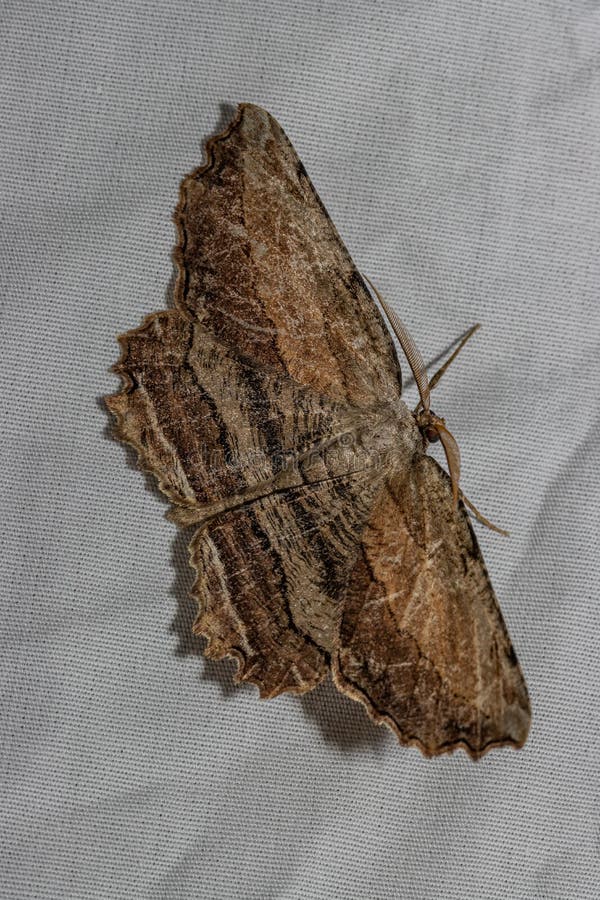 Closeup Shot of a Brown Moth Butterfly on a White Cloth Stock Photo ...