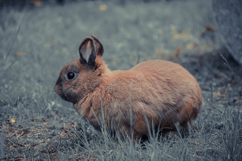 Closeup Shot of a Brown Rabbit on the Grass Stock Image - Image of ...
