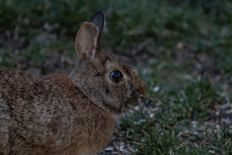 Closeup Shot of a Brown Rabbit on a Grass Ground Stock Photo - Image of ...