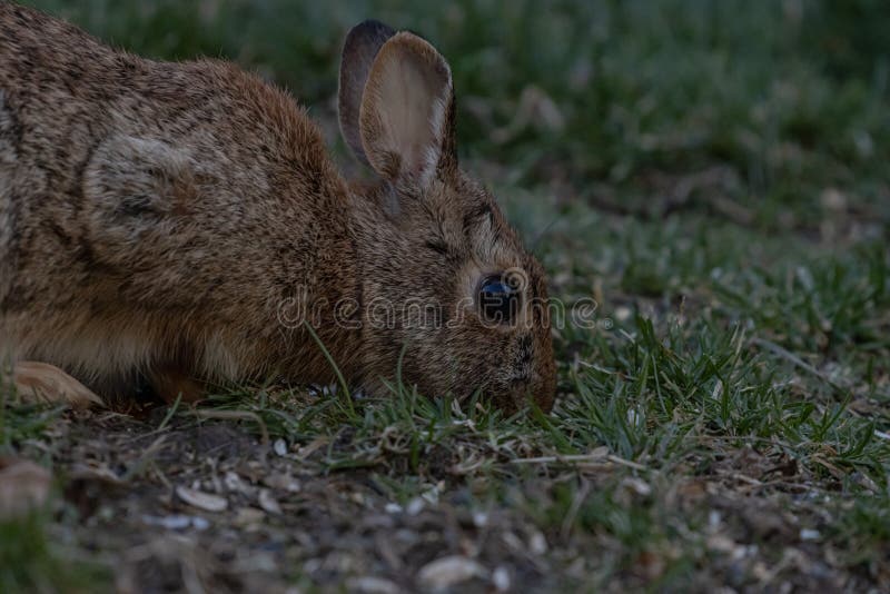 Closeup Shot of a Brown Rabbit on a Grass Ground Stock Image - Image of ...