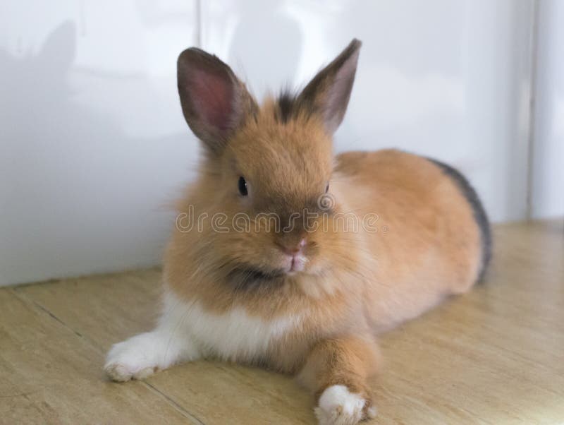 Closeup Shot of a Brown Rabbit Lying on the Floor at Home Stock Image - Image of animal, cute ...