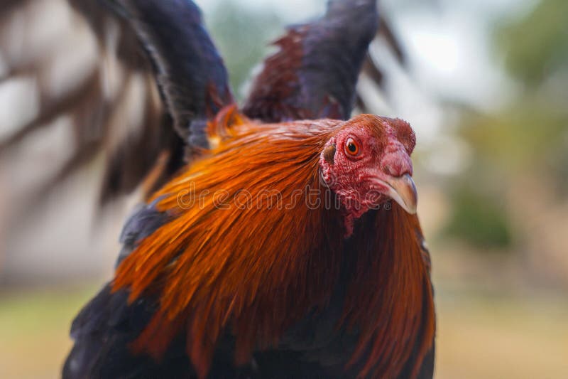 447 Fat Rooster Stock Photos - Free & Royalty-Free Stock Photos from ...