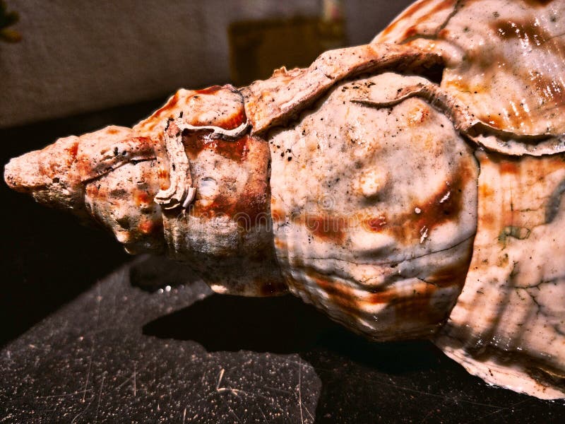 Closeup Shot of Brown Shaded Seashell on a Ground Stock Photo - Image ...