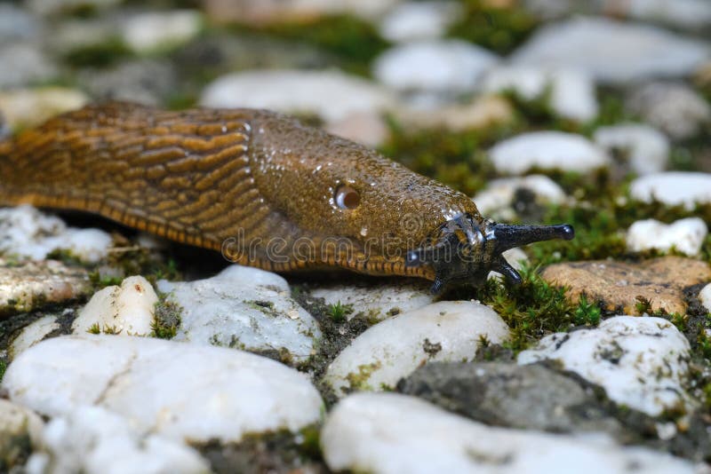 Closeup Shot of a Brown Slug Crawling in a Garden Stock Photo - Image ...