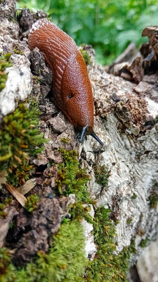 A Closeup Shot of a Snail on a Tree Trunk Stock Image - Image of ...