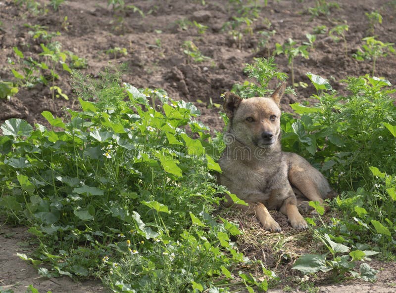 Closeup Shot of a Brown Stray Dog Lying on the Ground Stock Photo ...