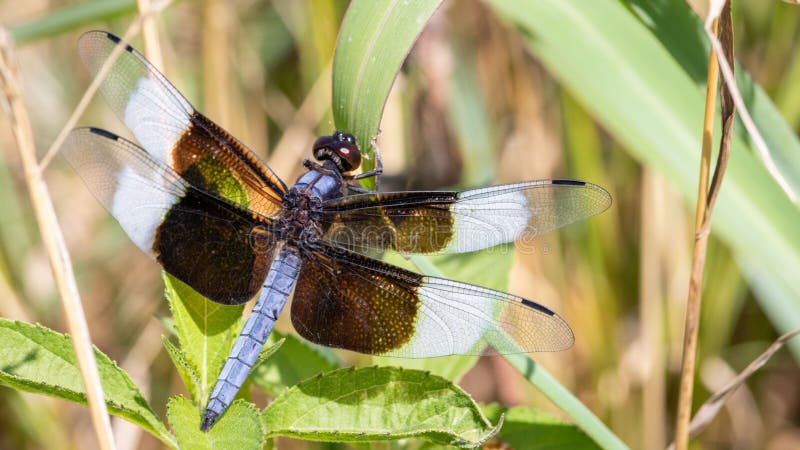 Closeup Shot of a Brown Striped Double-winged Dragonfly on a Leaf of a ...