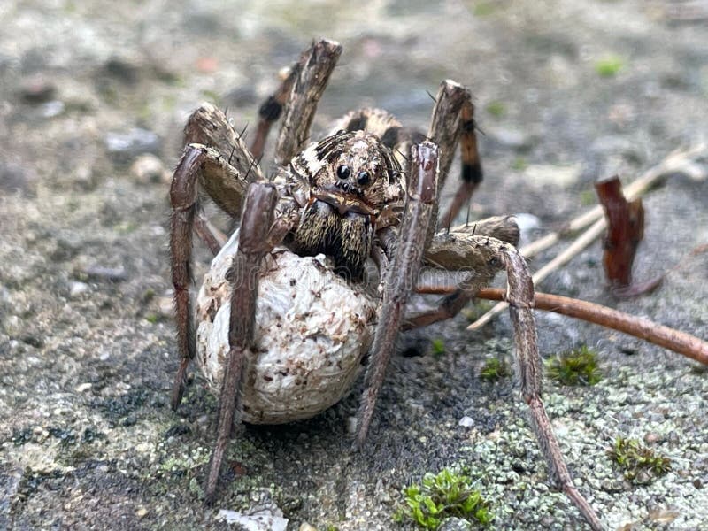 Closeup Shot of a Brown Tarantula Spider Crawling on a Rock Stock Image ...