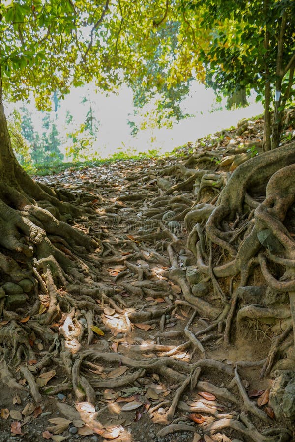 Closeup Shot of Brown Tree Roots Lying on the Ground Stock Image ...
