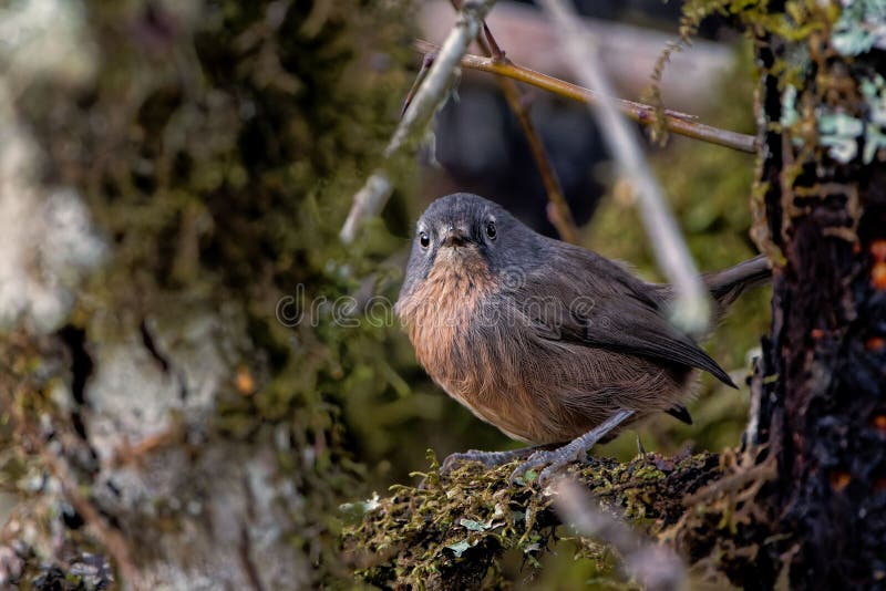 Closeup Shot of a Brown Wrentit Bird Perched on a Mossy Tree Branch ...