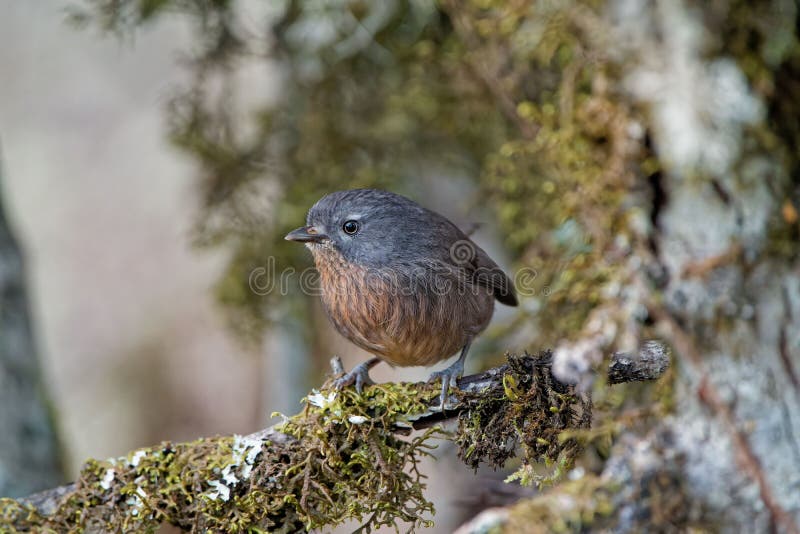 Closeup Shot of a Brown Wrentit Bird Perched on a Mossy Tree Branch ...