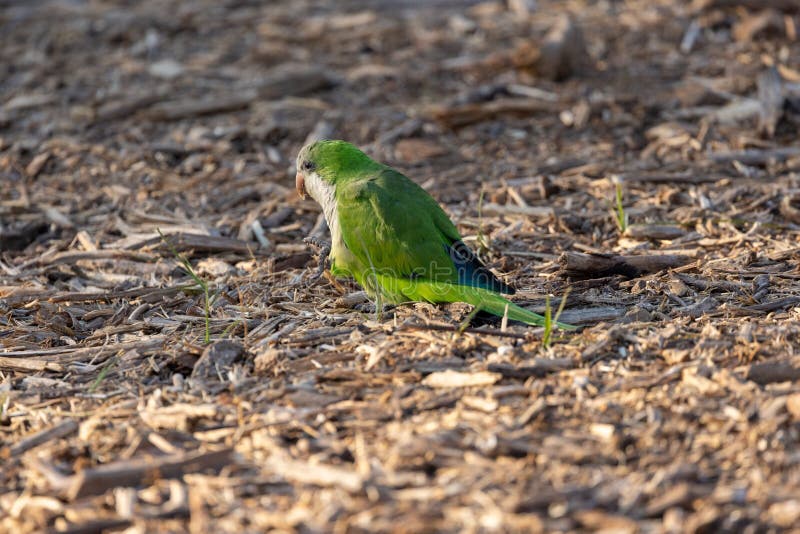 Parrot on ground stock image. Image of wild, birdeye - 98087353