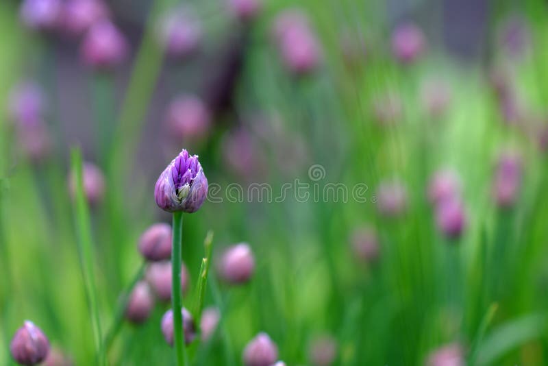 Closeup Shot of Buds of Chives Blooming Stock Photo - Image of nature ...