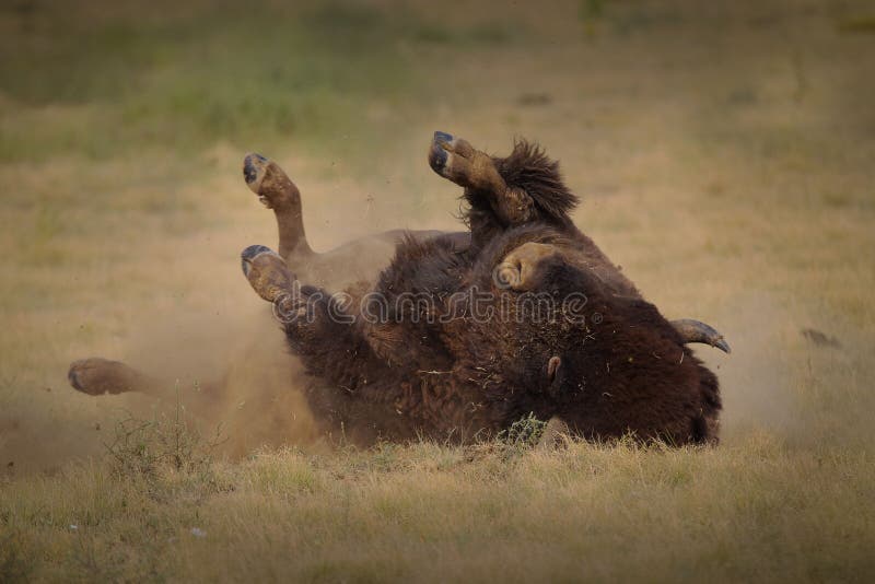 Closeup Shot of a Buffalo (bison) Rolling in the Dust Stock Photo ...