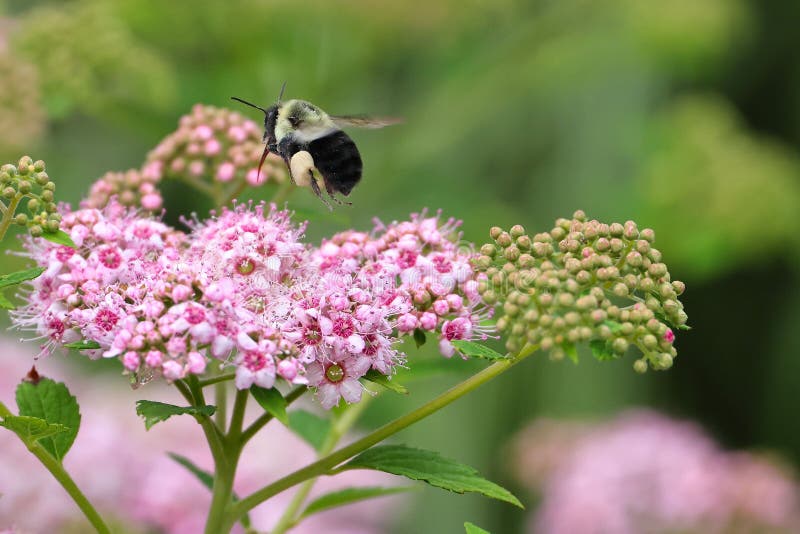 Closeup Shot of a Bumble Bee Pollinating Pink Flowers Stock Image ...