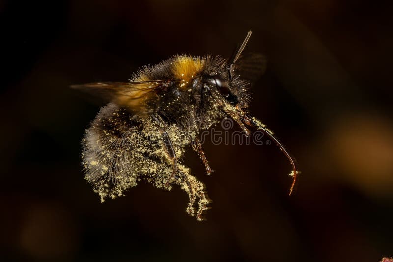 Closeup Shot of a Bumblebee Covered with Pollen Stock Photo - Image of ...