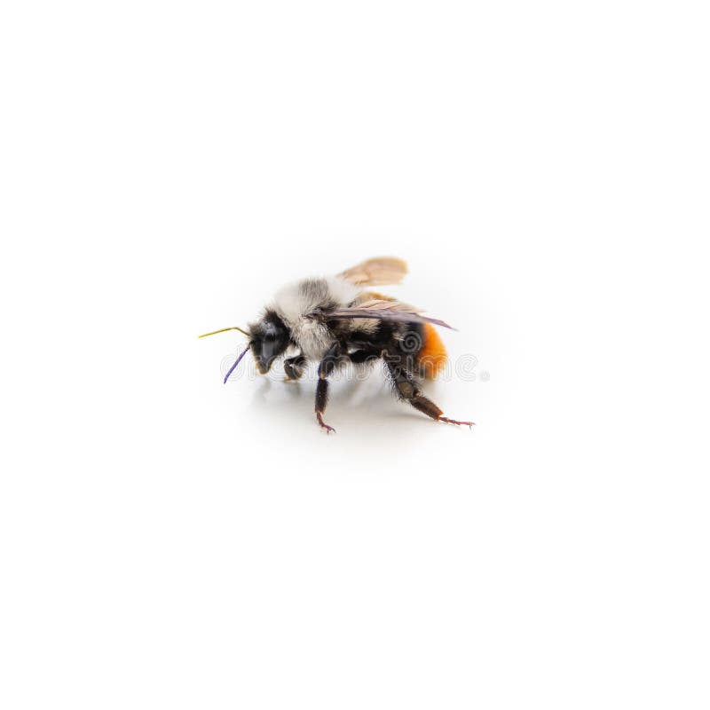 Bumblebee Isolated on White Stock Image - Image of social, yellow: 30114755
