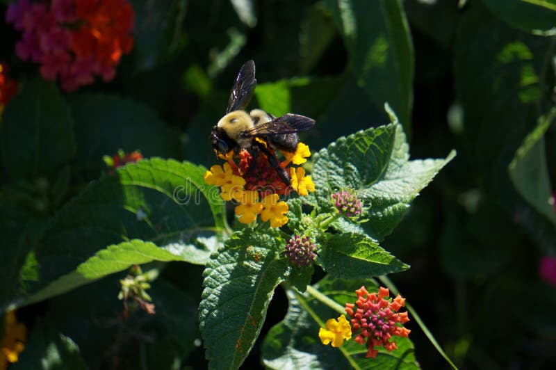 Closeup Shot of a Bumblebee in a West Indian Lantana Stock Image ...