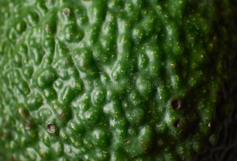 Closeup Shot of a Bumpy Rough Green Surface Stock Photo - Image of ...