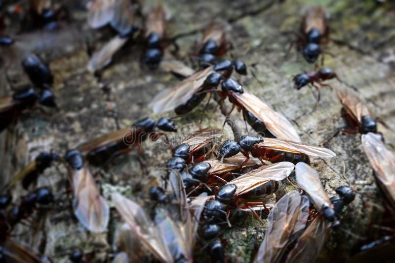 Closeup Shot of a Bunch of Flying Ants on the Ground Stock Photo ...