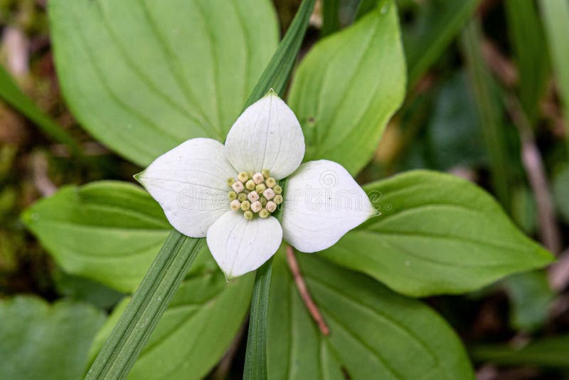 Closeup Shot of a Bunchberry Flower. Stock Photo - Image of petals ...