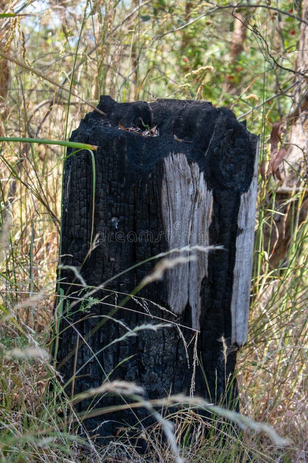 Closeup Shot of a Burnt Tree Stump in a Forest after the Fire Stock ...
