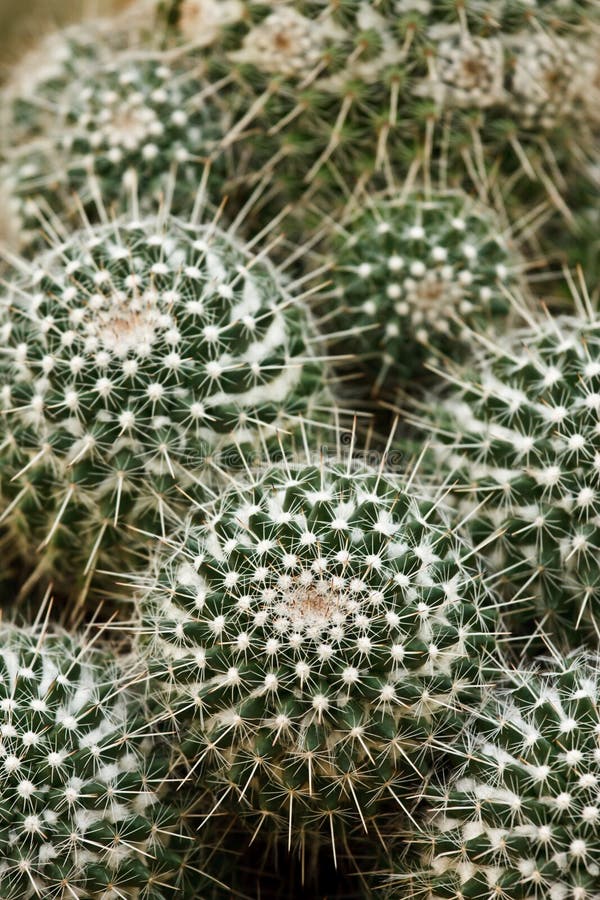 Closeup shot of cactus stock image. Image of cactus, natural - 23880613