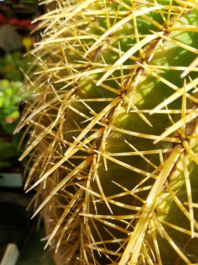 Closeup Shot of a Cactus Plant with Lots of Thorns Stock Image - Image ...