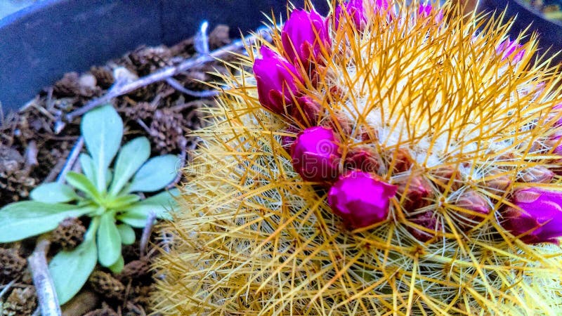 Closeup Shot of a Cactus with Sharp Spikes in the Pot Stock Image ...