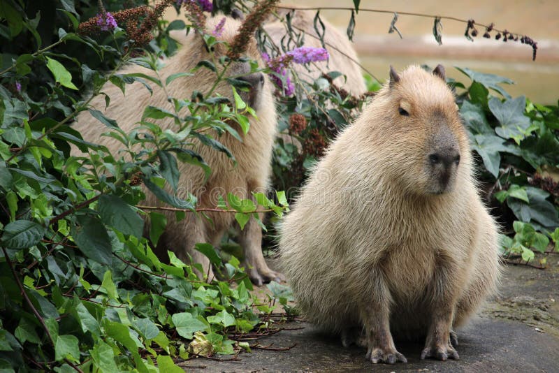 Closeup of a Capybara Eating from a Plate on the Ground in a Farm in ...