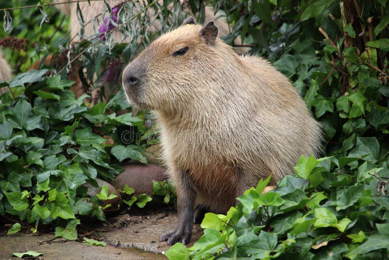 White Capybara Under the Roof of a Wooden Construction Stock Photo ...