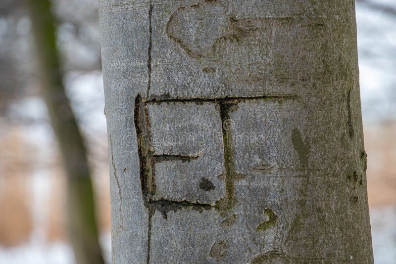 Closeup Shot of Carved Letters into the Tree Stock Image - Image of ...