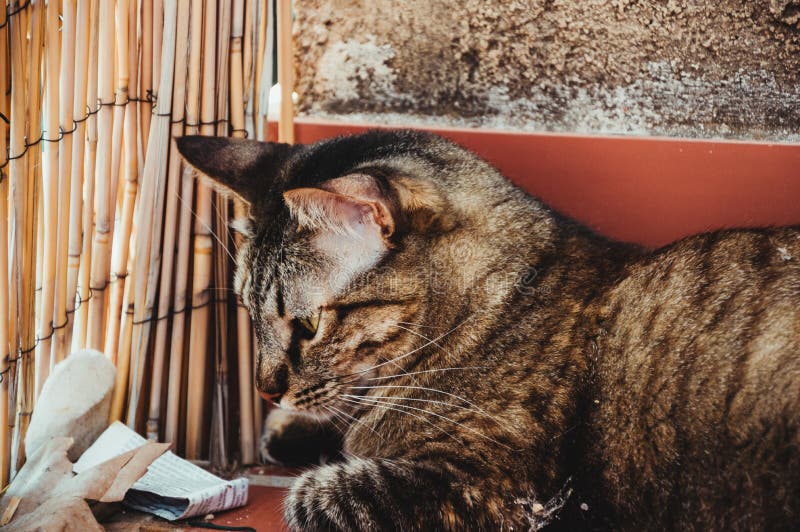 Closeup Shot of a Cat Next To a Thatch Surface Stock Image - Image of ...
