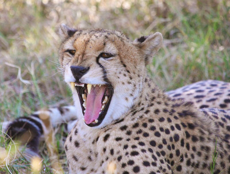 Closeup Shot of a Cheetah Purring in the Wild Stock Photo - Image of ...