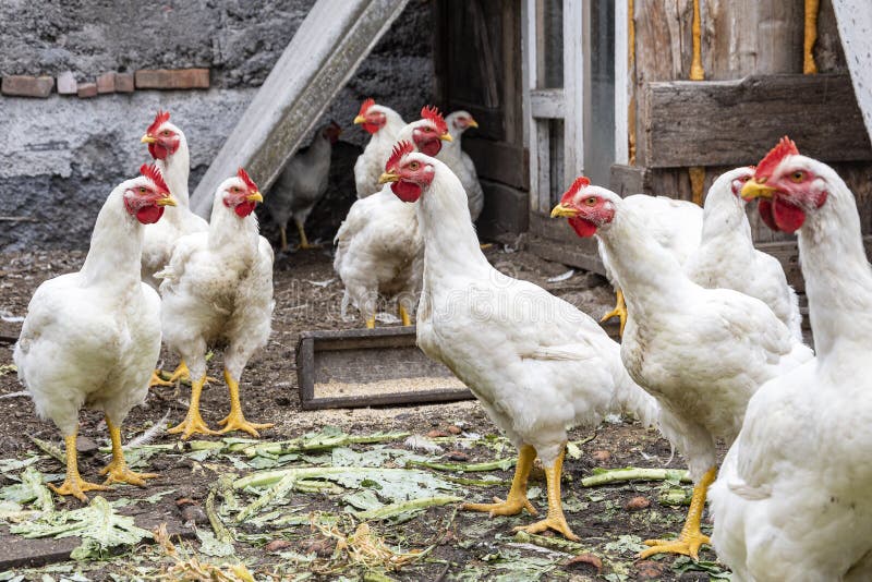 Closeup Shot of Chickens Standing on the Ground Stock Photo - Image of ...