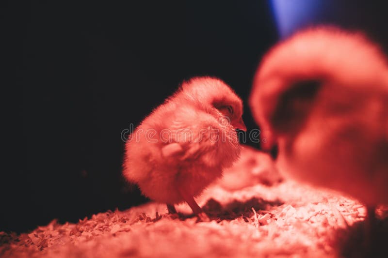Closeup Shot of Chicks in a Brooder Under a Red Light, Concept of ...