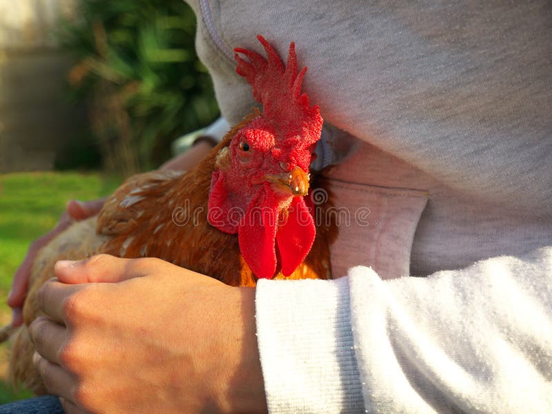 Closeup Shot of a Child Holding a Hen Stock Photo - Image of childhood ...