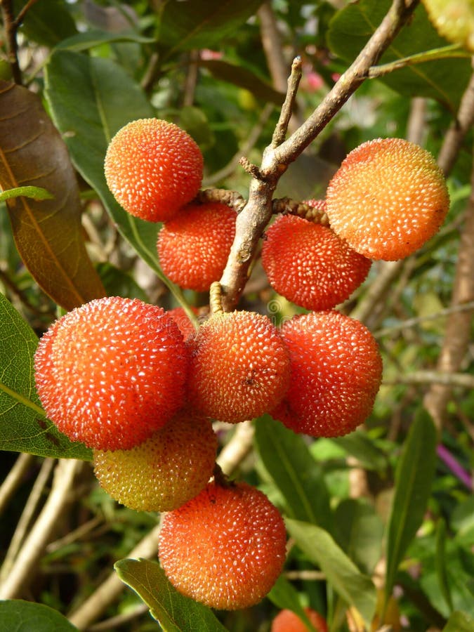 Chinese Bayberries Stock Photos - Free & Royalty-Free Stock Photos from ...