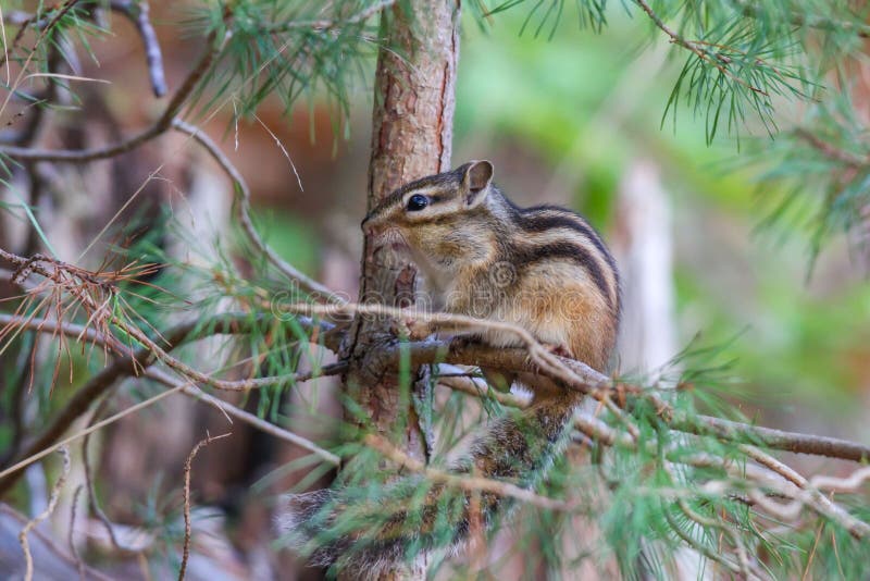 Closeup Shot of a Chipmunk on a Branch of a Pine Tree Stock Image ...
