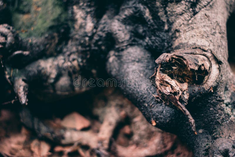 Closeup Shot of a Chopped Old Tree Branch Stock Photo - Image of wood ...