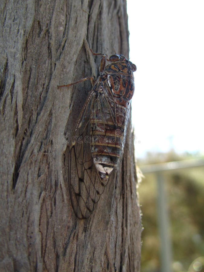 Closeup Shot of the Cicada Insect on the Tree Trunk Captures in Malta ...