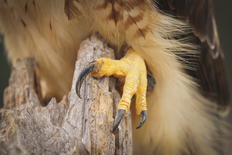 Hawk Claw stock photo. Image of wildlife, beak, close - 1576856