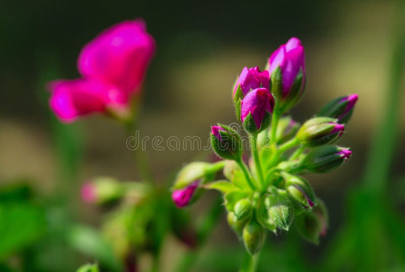Closeup Shot of a Cluster of Pink Geranium Buds. Stock Photo - Image of ...