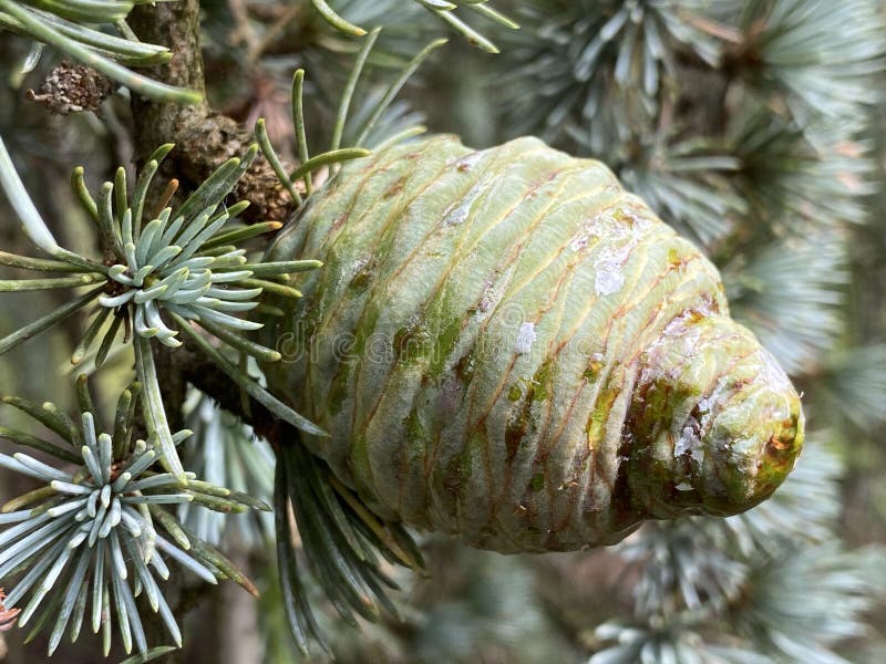 Closeup Shot of a Cocoon on a Pine Tree Stock Image - Image of natural ...